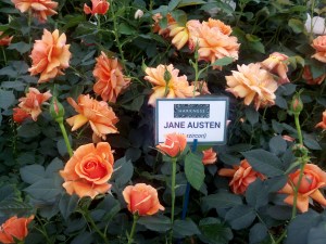A new rose in memory of Jane Austen – The Flora Journal