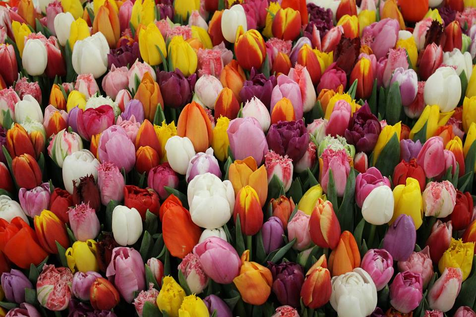 Tulip Trade Event: all about cultivation – The Flora Journal