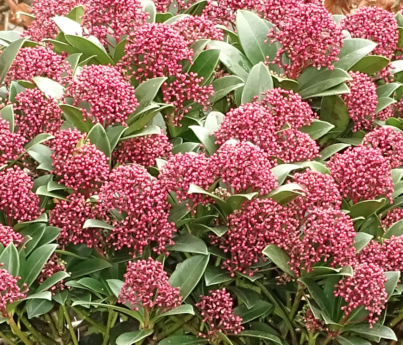 New Plant – The Flora Journal