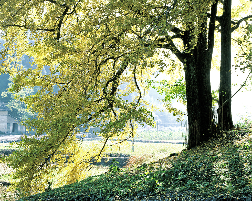 Ginkgo The Living Fossil 01 ©Jimmy Shen – The Flora Journal