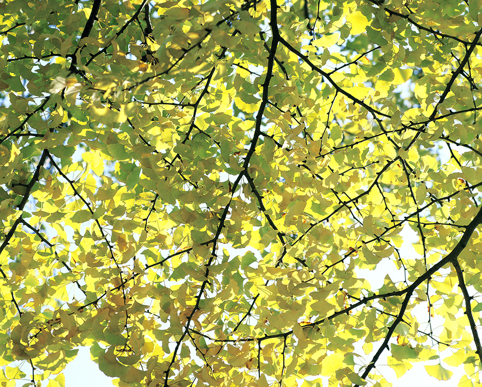 Ginkgo: The Living Fossil’s book – The Flora Journal