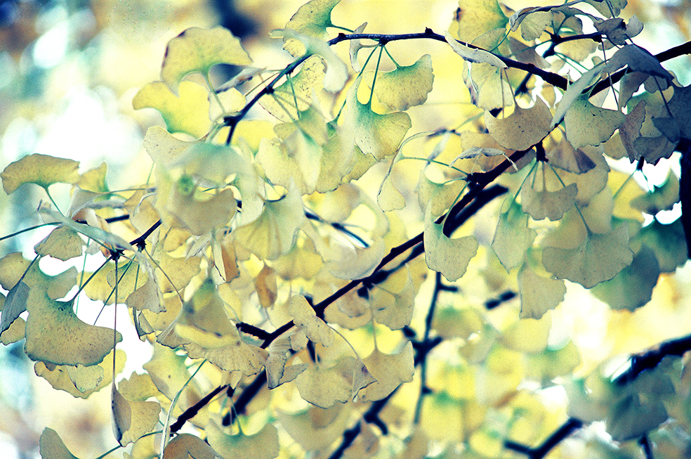 Ginkgo: The Living Fossil’s book – The Flora Journal