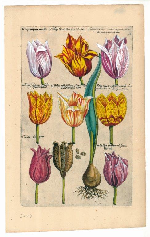 The very first flower bulbs catalog in the world – The Flora Journal