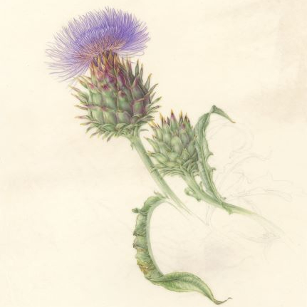 ‘Exploring Botany. Botanical Art in the 21st Century’ at the Manggha ...