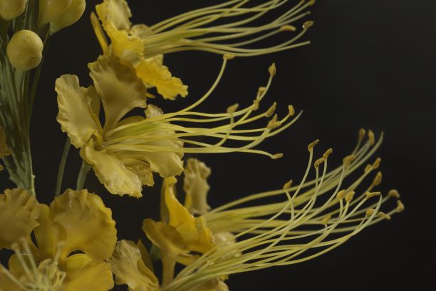 Harvard University’s hidden gem: the Ware Collection of glass flowers ...