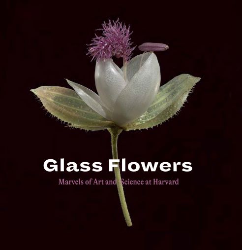 Harvard University’s hidden gem: the Ware Collection of glass flowers ...