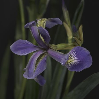Harvard University’s hidden gem: the Ware Collection of glass flowers ...