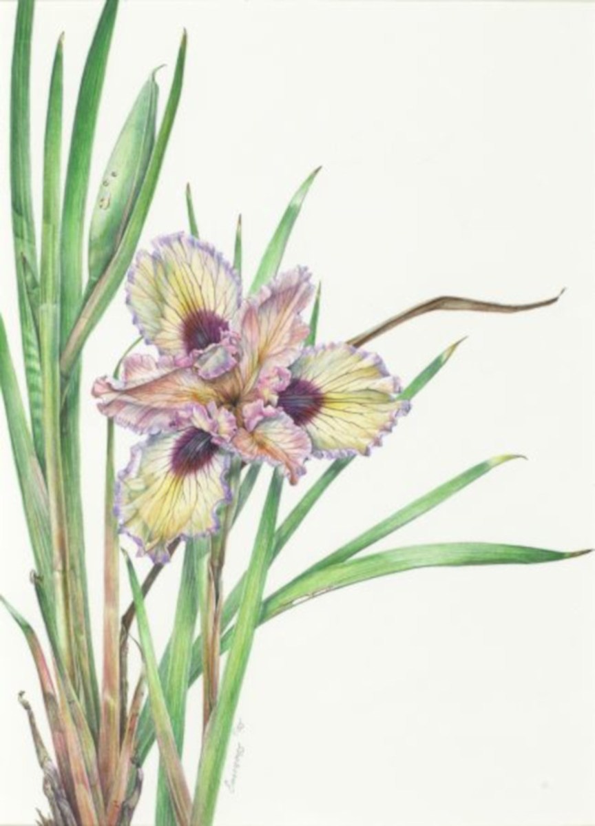 RHS Botanical Art & Photography Show returns to Chelsea’s Saatchi ...