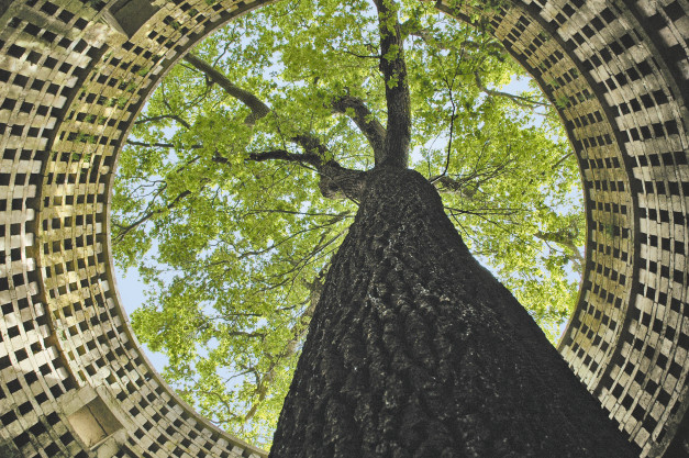 Discovering the extraordinary trees of France in one book – The Flora ...