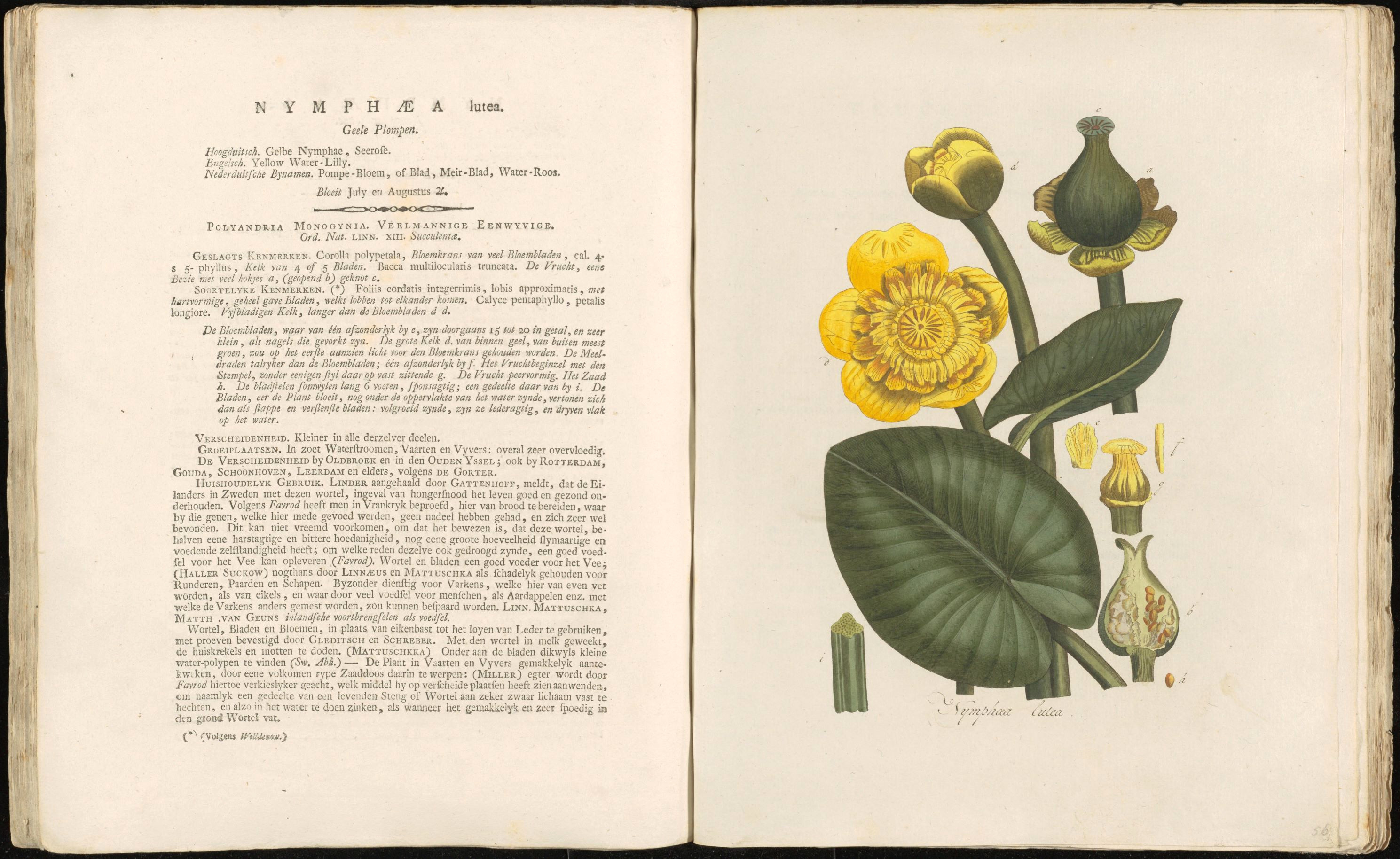‘Flora Batava’: wild plants in books then and now on display at the ...