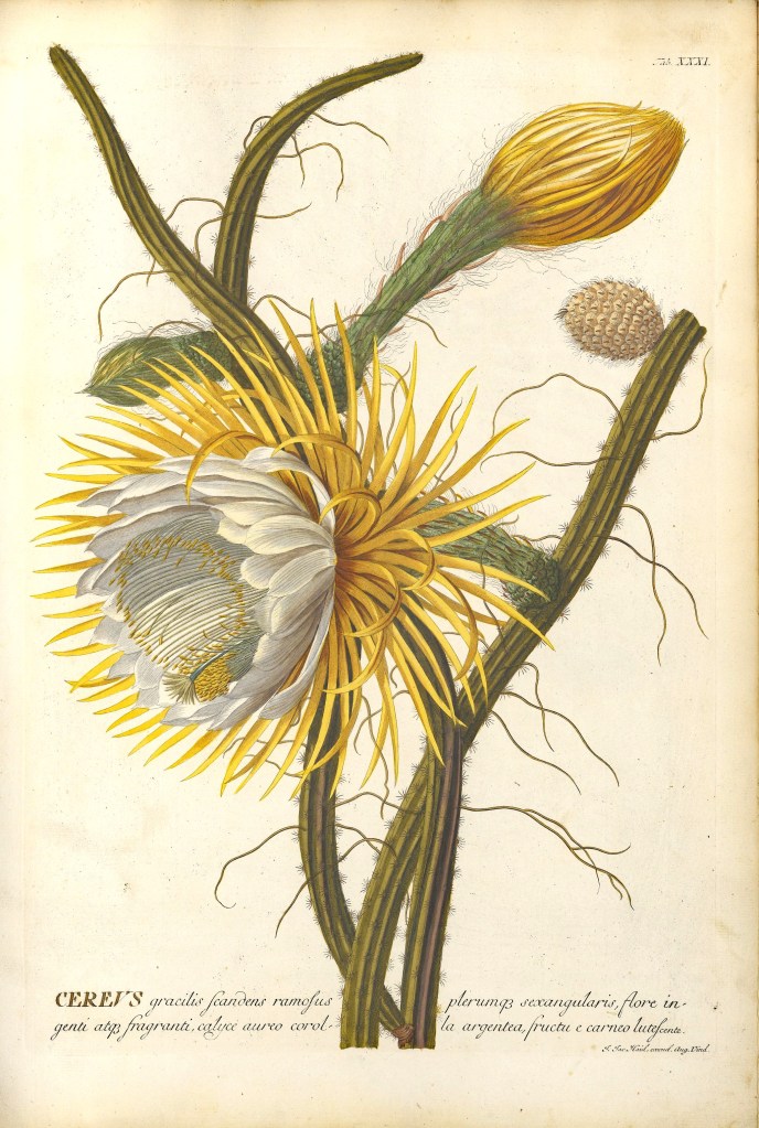 ‘Flora Mania’ exhibition celebrates the rich history of botanical ...