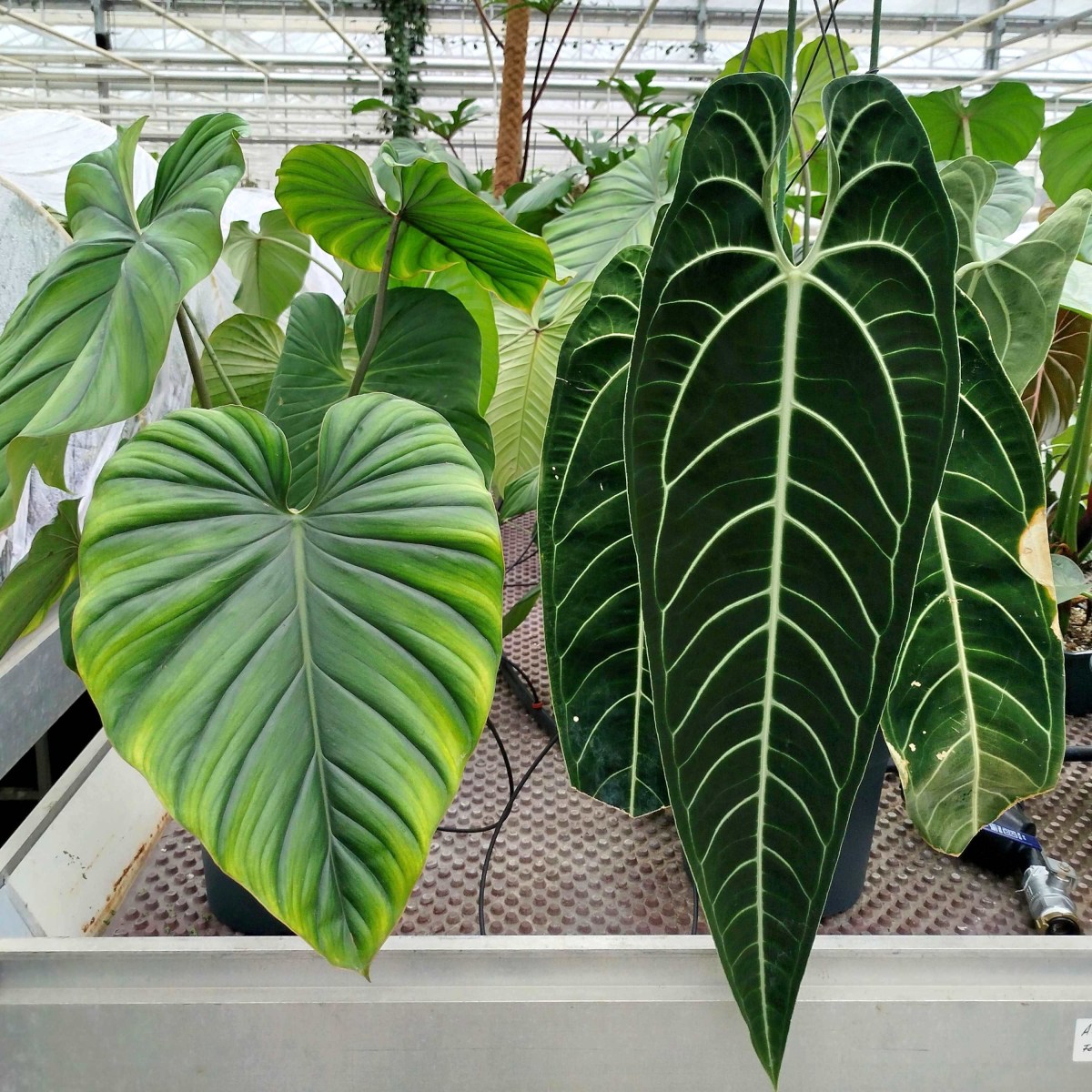 Belgian excellence in plants, nurseries and sustainable systems in one ...