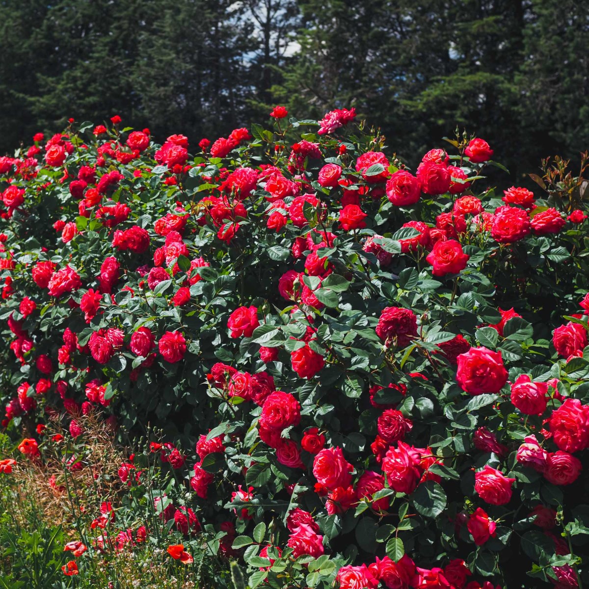 An authentic perfumed garden with the collection of roses ROMANTICA ...