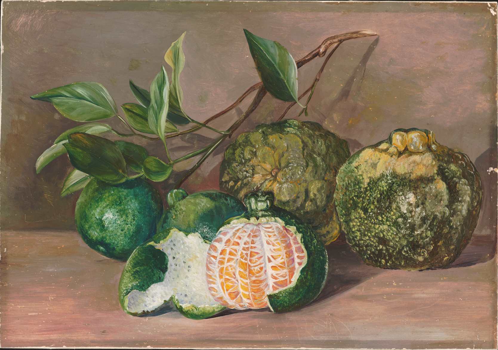 Marianne North: A Pioneering Botanical Artist for Modern Times in a new ...