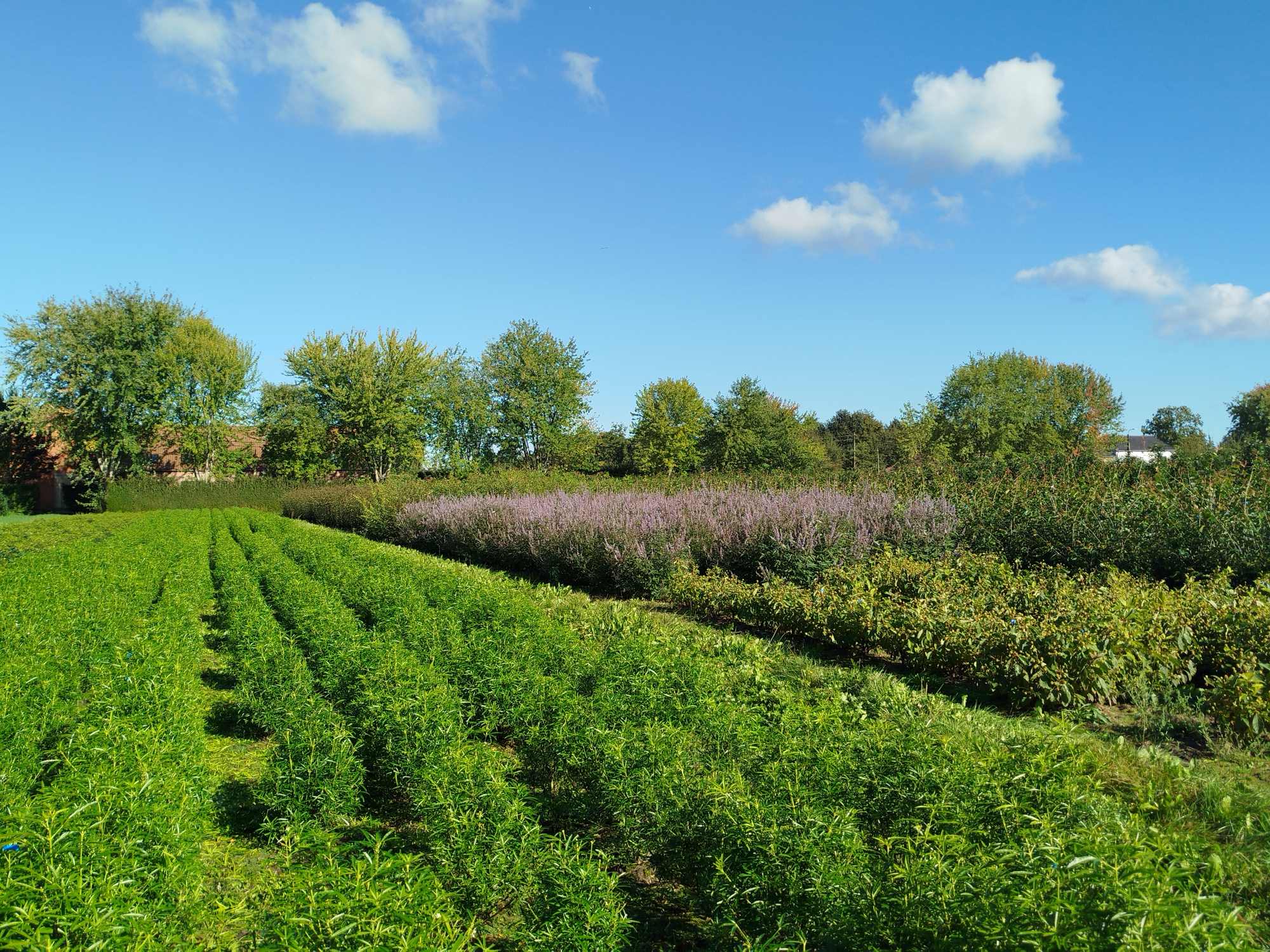 Groot Groen Plus 2024: more visitors, innovation, and a global focus in North Brabant’s Premier ...