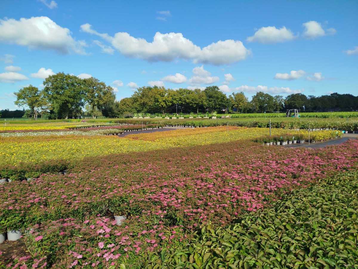 Groot Groen Plus 2024: more visitors, innovation, and a global focus in North Brabant’s Premier ...