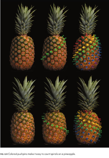 Nature’s numbers: the mathematical secrets of plants from Leonardo da ...