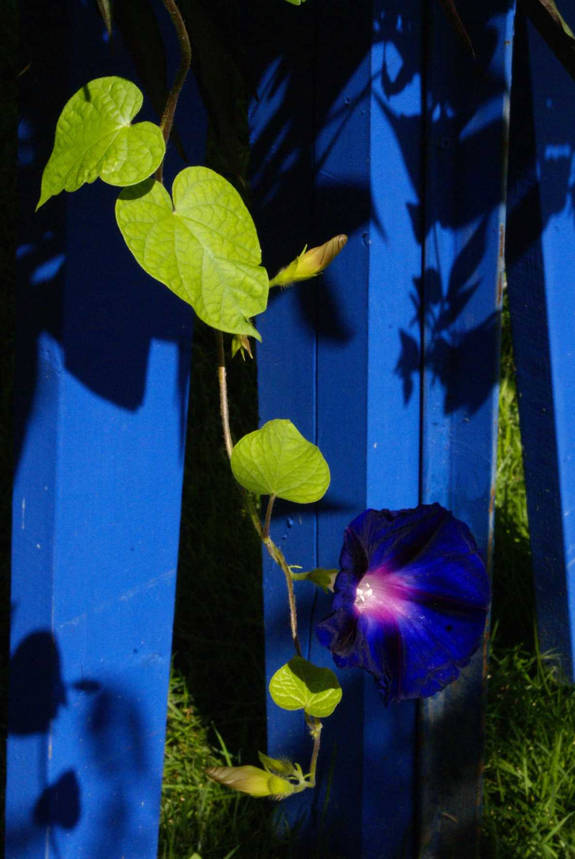 Botanical inspirations: from canvas to digital landscapes at the ...