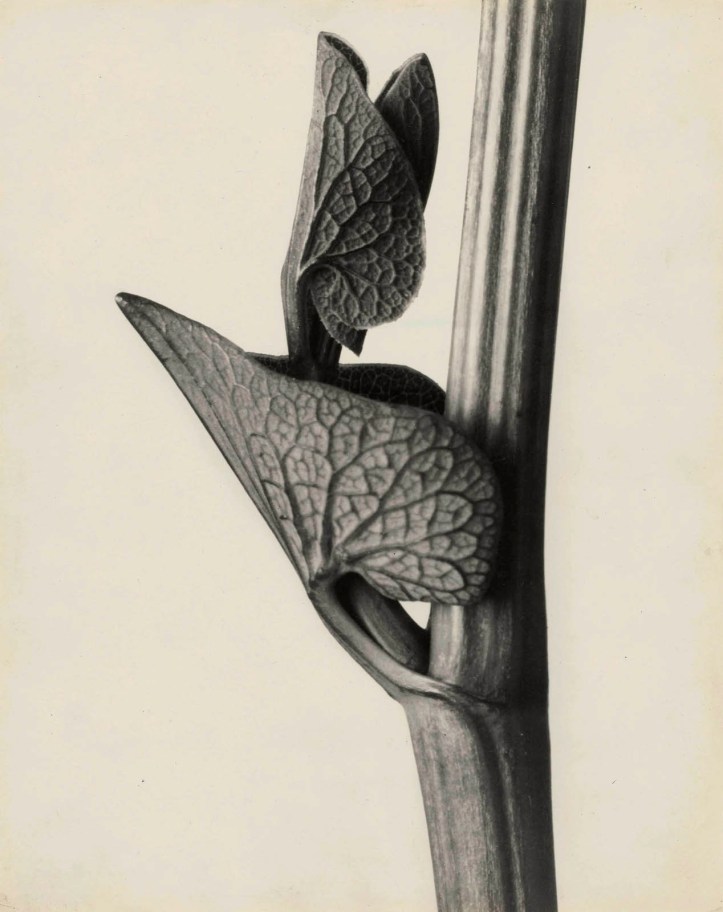 Flora in Focus: Karl Blossfeldt’s complete vision photography in print ...