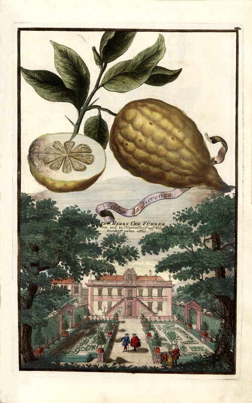 The golden fruits of time: a global history through the lens of Citrus ...