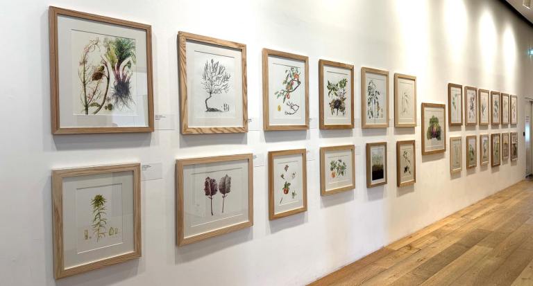 Botanica Scotia: how Scotland’s botanical art exhibition celebrates ...