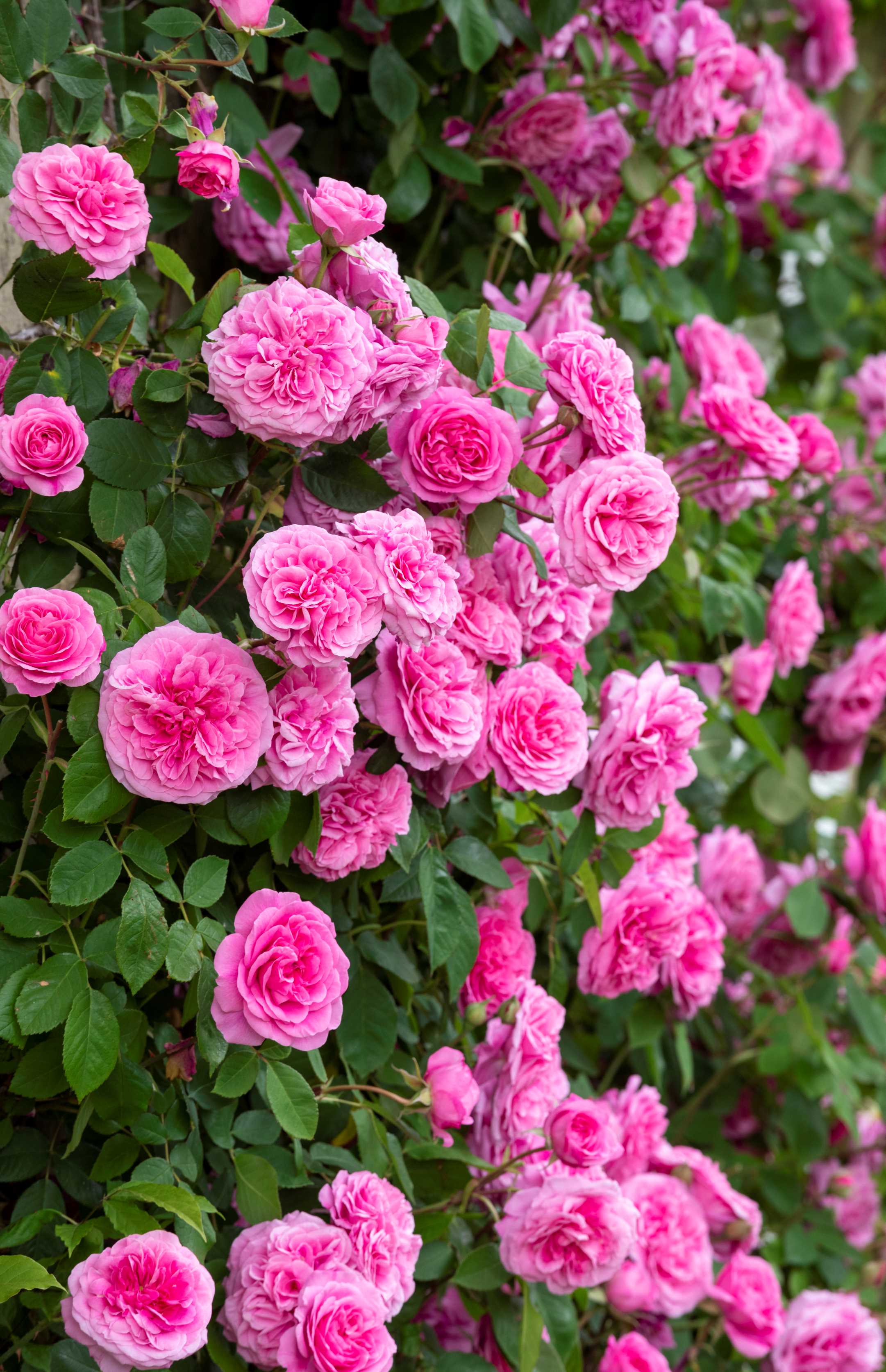 David Austin’s Gertrude Jekyll® crowned world’s favourite rose 2025 ...