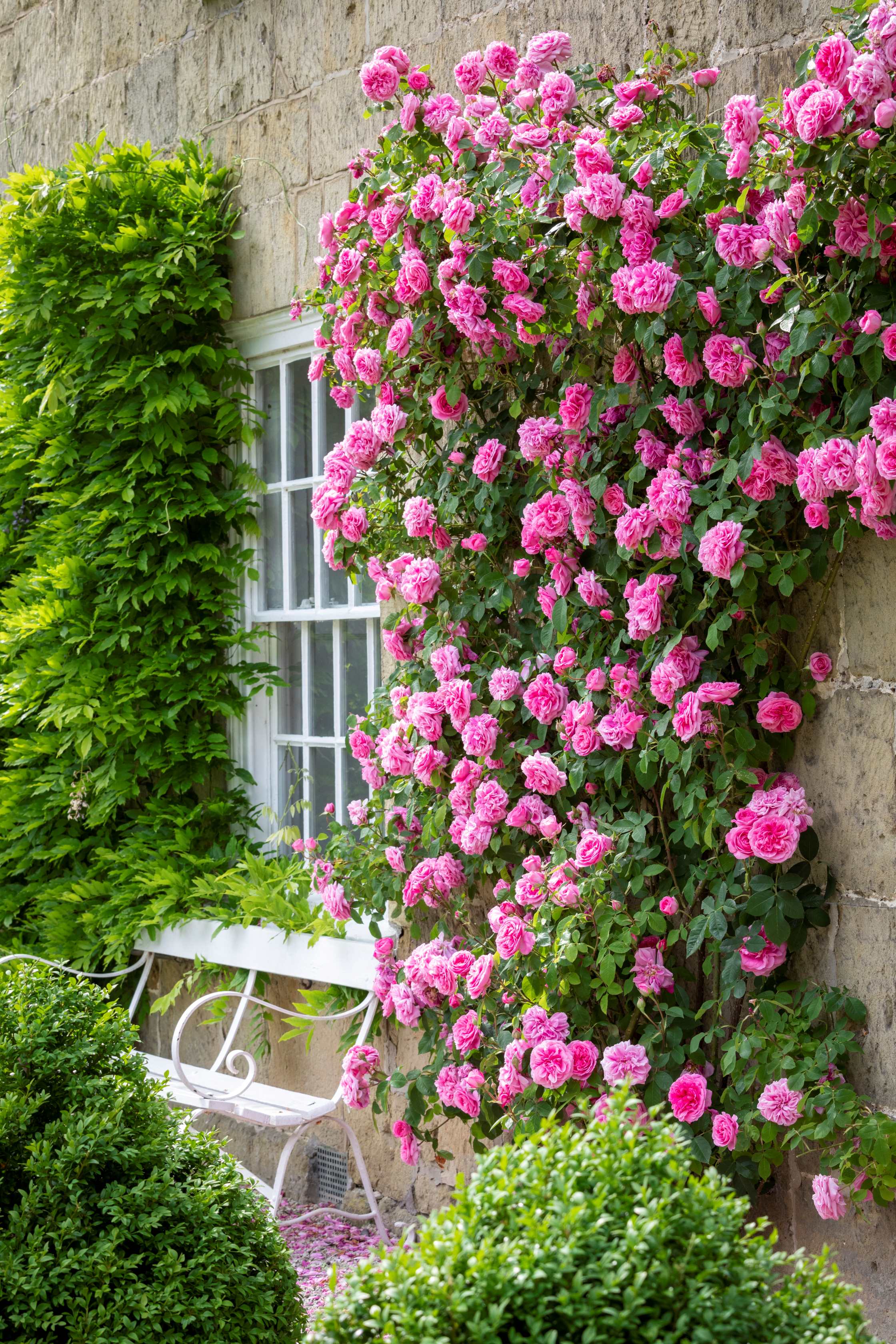 David Austin’s Gertrude Jekyll® crowned world’s favourite rose 2025 ...