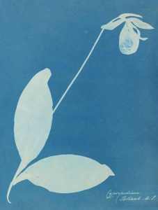The woman who captured nature in blue: Anna Atkins and the birth of ...