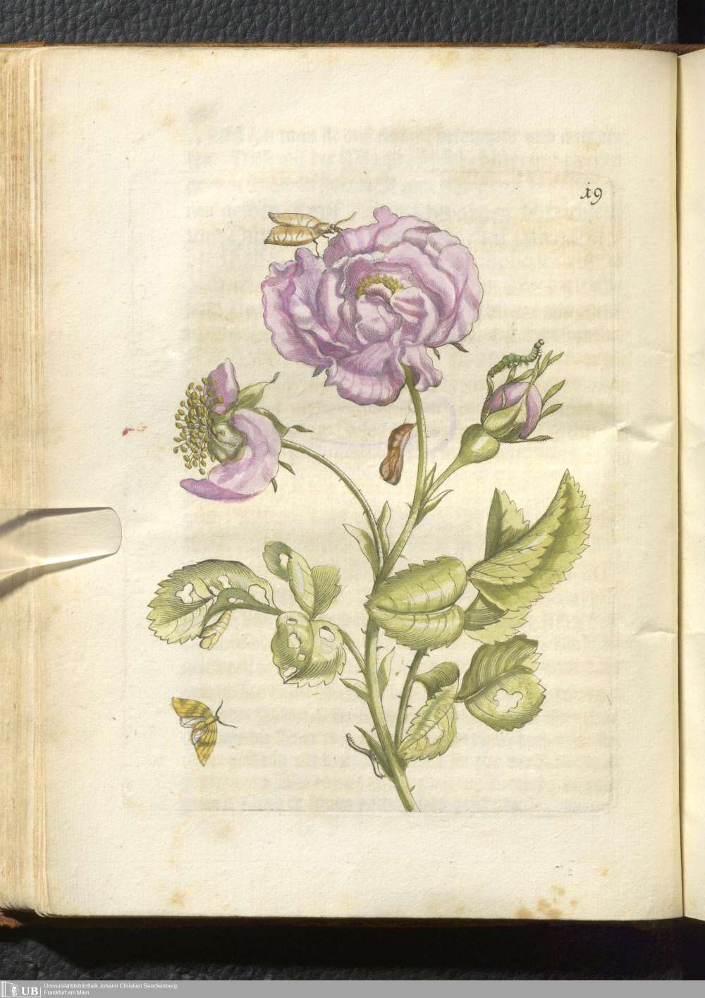 Brushes, butterflies, and beyond: the art and science of Maria Sibylla ...