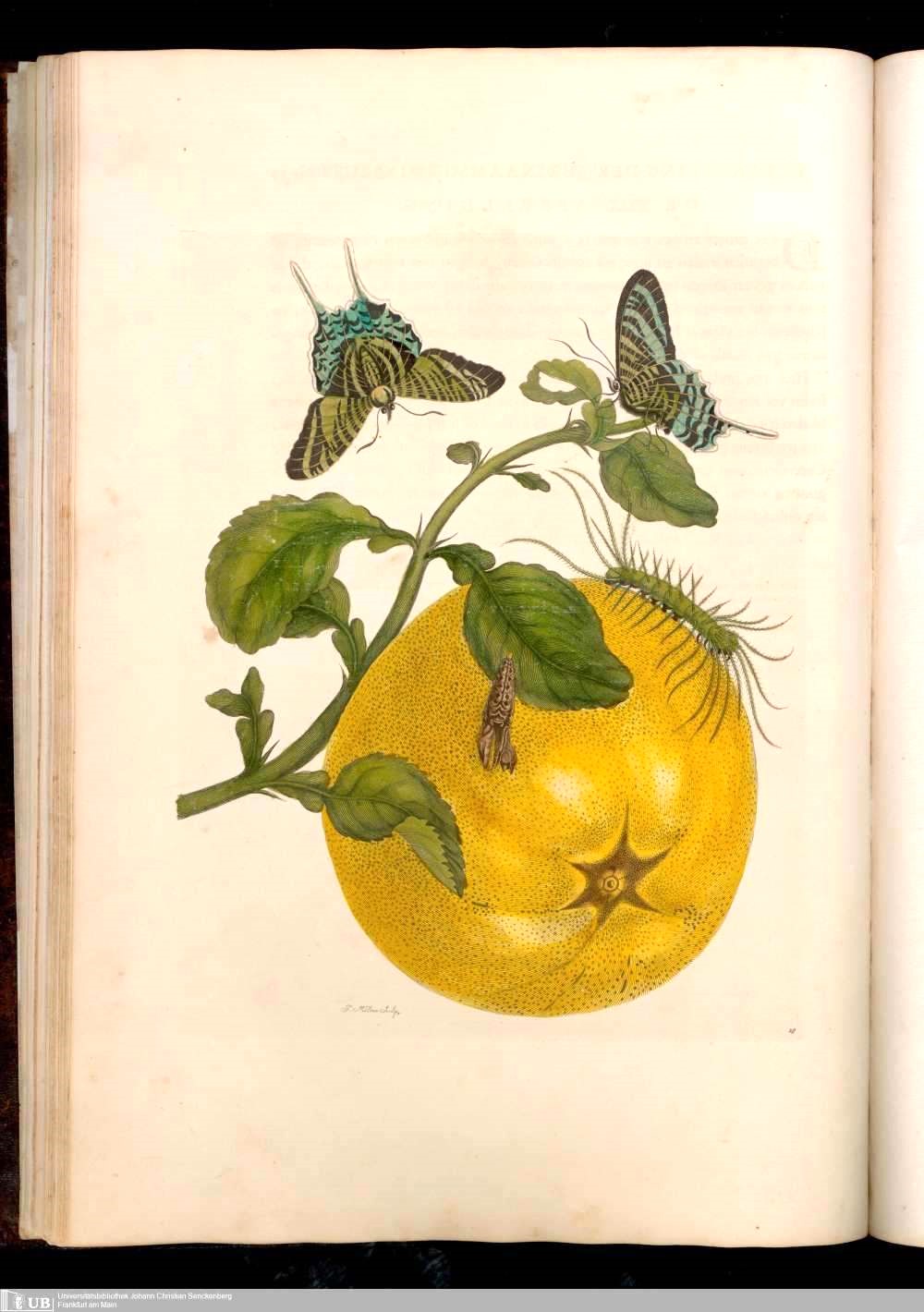 Brushes, butterflies, and beyond: the art and science of Maria Sibylla ...