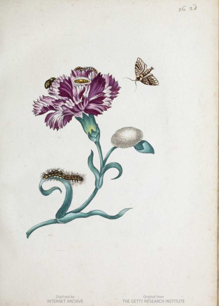 Brushes, butterflies, and beyond: the art and science of Maria Sibylla ...