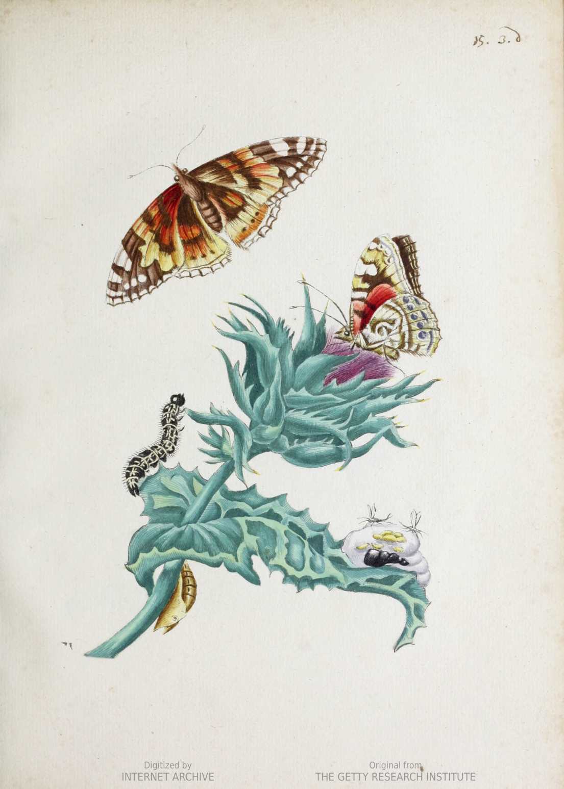 Brushes, butterflies, and beyond: the art and science of Maria Sibylla ...