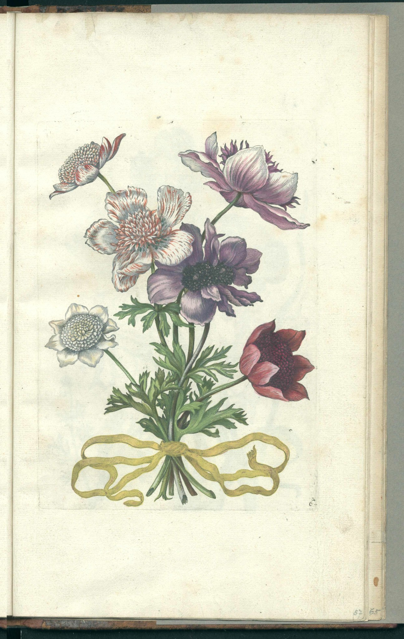 Brushes, butterflies, and beyond: the art and science of Maria Sibylla ...