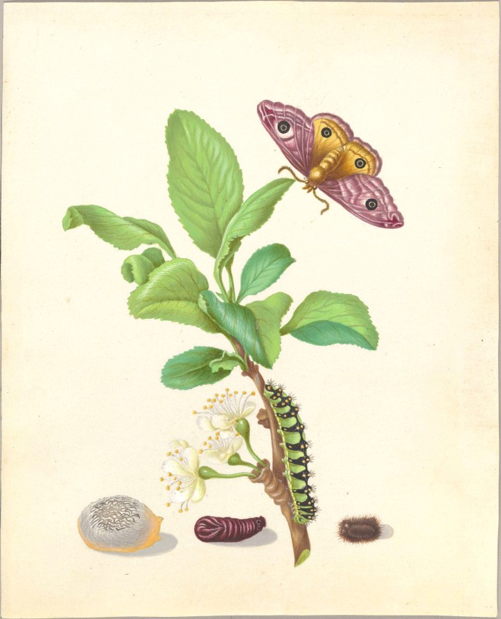 Brushes, butterflies, and beyond: the art and science of Maria Sibylla ...