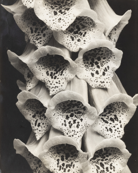 Edward Steichen beyond the Camera: the garden as artistic laboratory ...